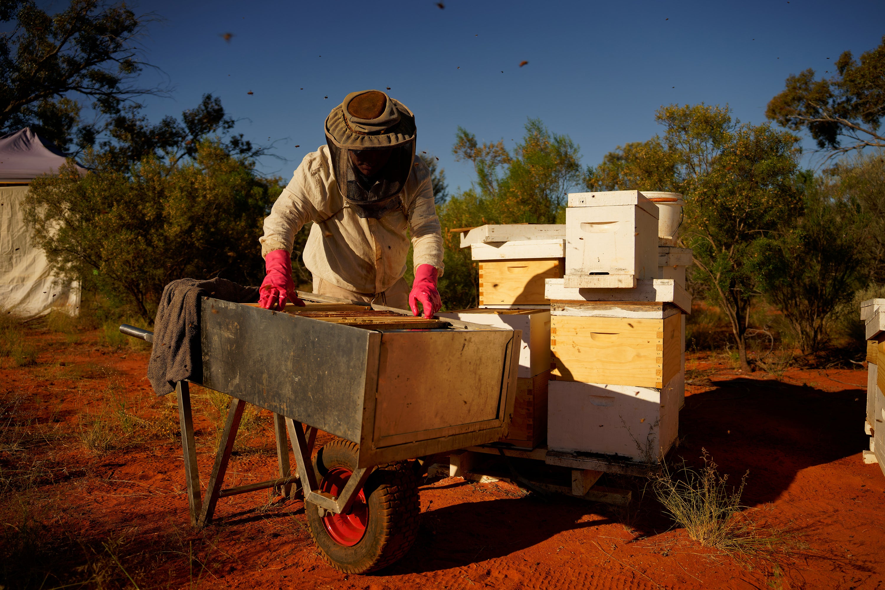 Premium Australian Bee Pollen for Vitality | HelioHives – Helio Hives